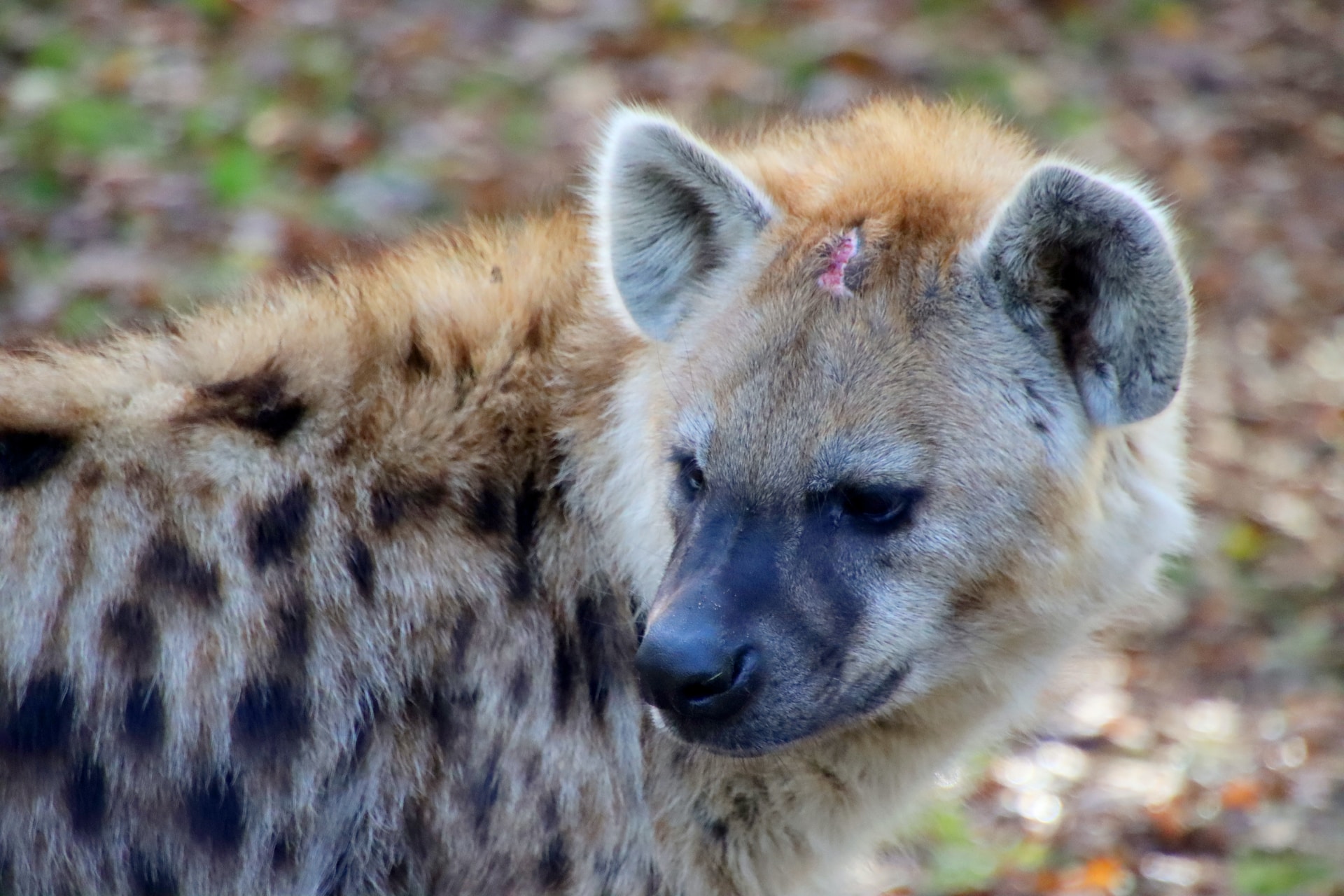 Darling, There are Hyenas in Our Tent | I Heart Safaris