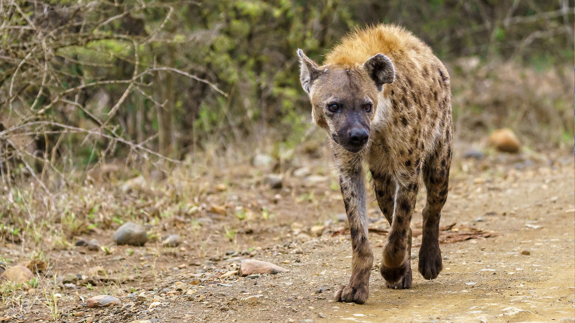 Spotted Safari Marvels: A Guide to Identifying Africa’s Unique Wildlife ...